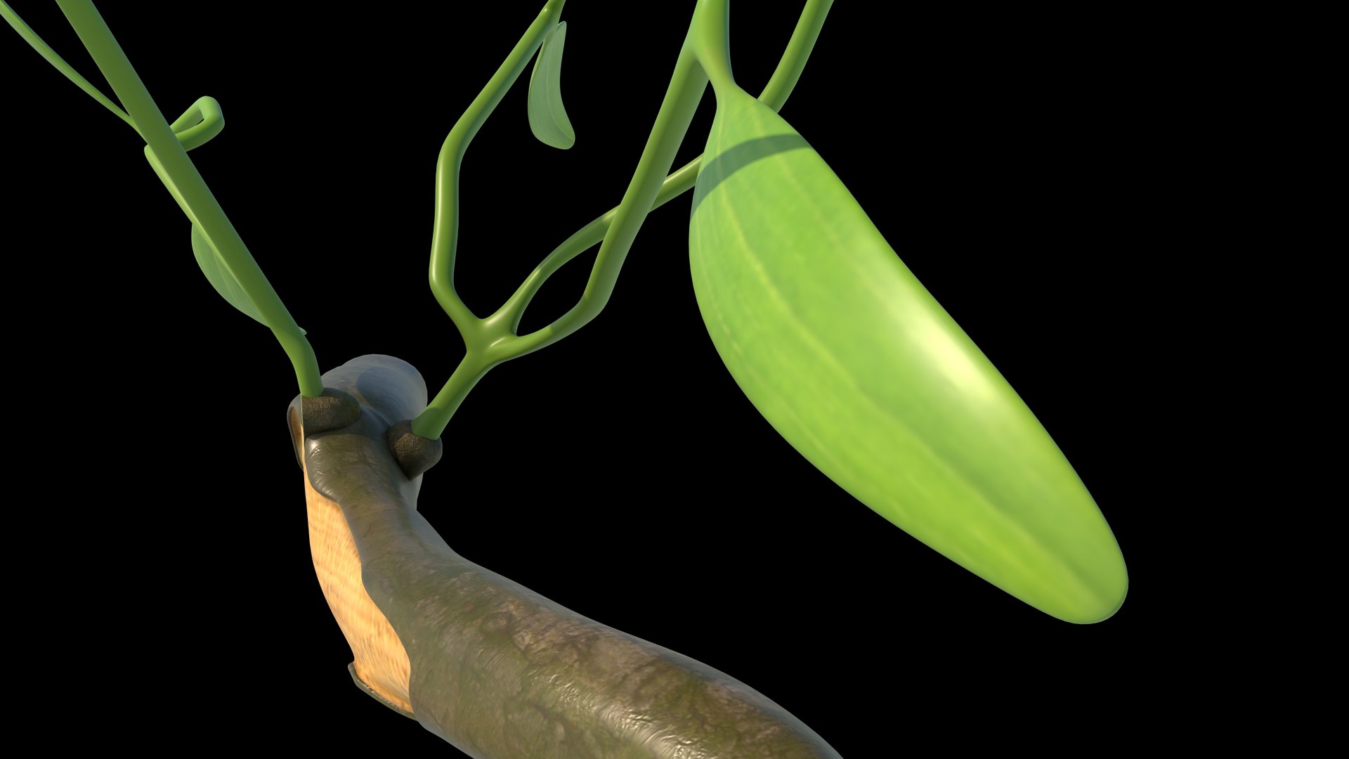 3D Haustoria - TurboSquid 2220139