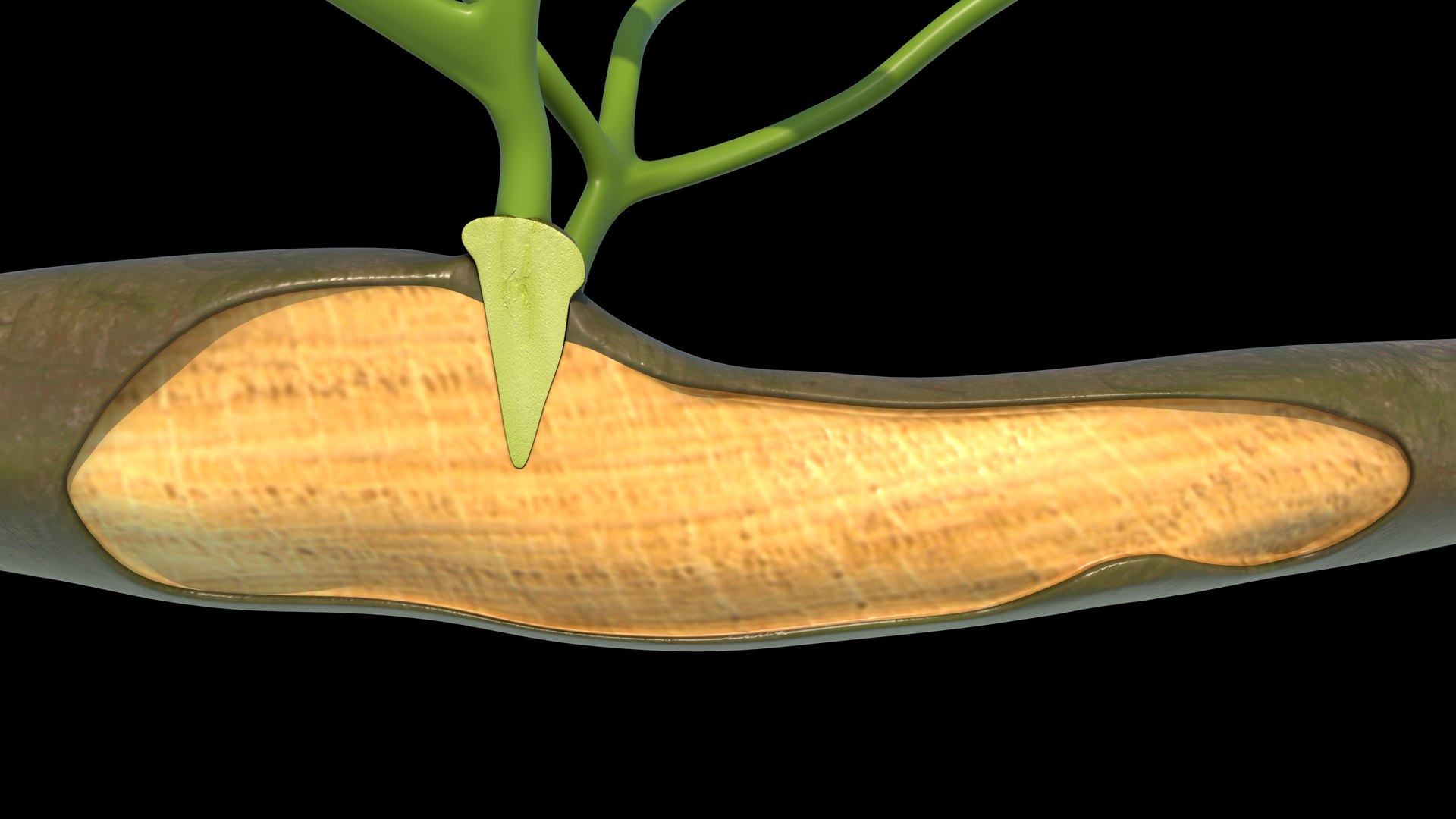 3D Haustoria - TurboSquid 2220139