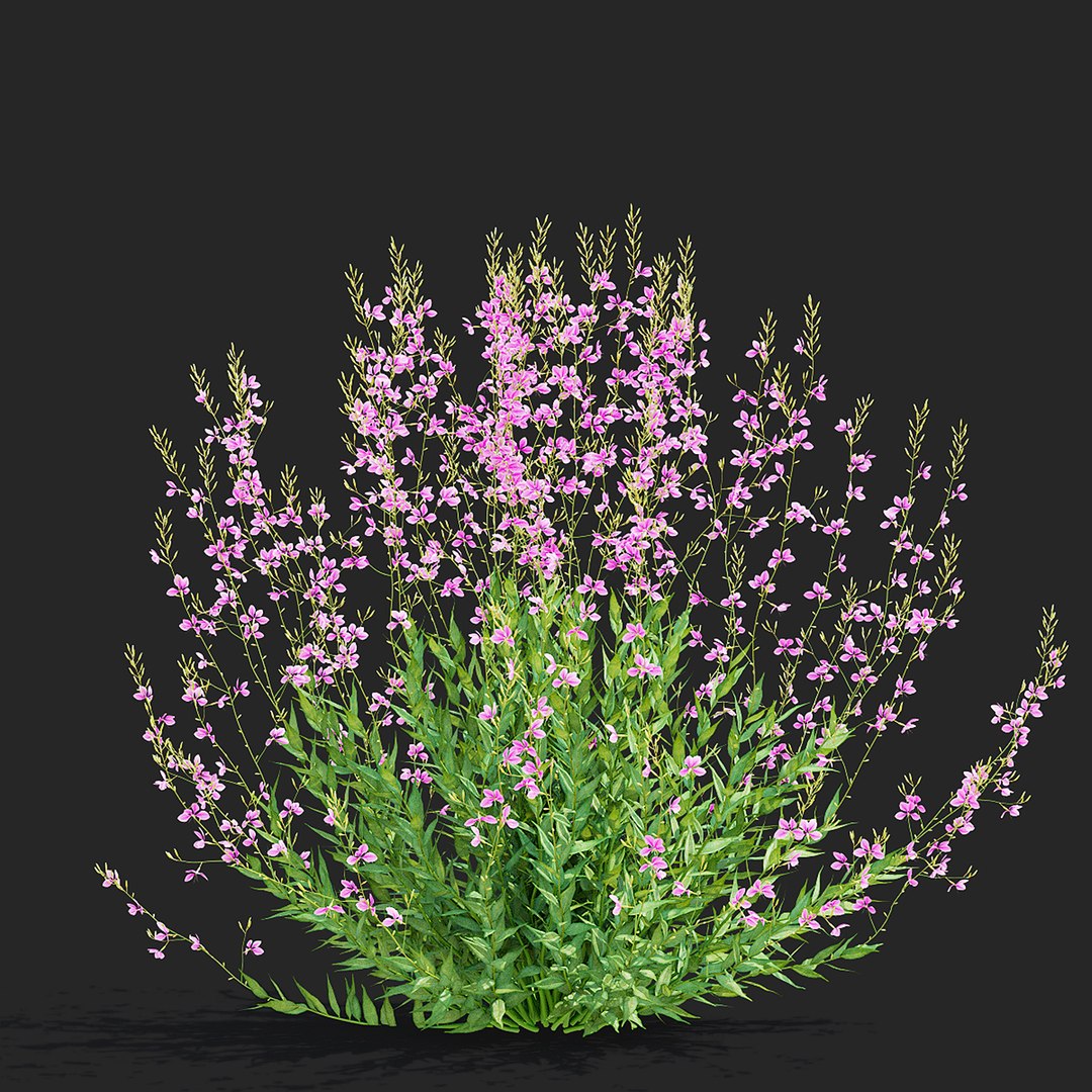3D Model Gaura Lindheimeri Pink Flower - TurboSquid 2058603