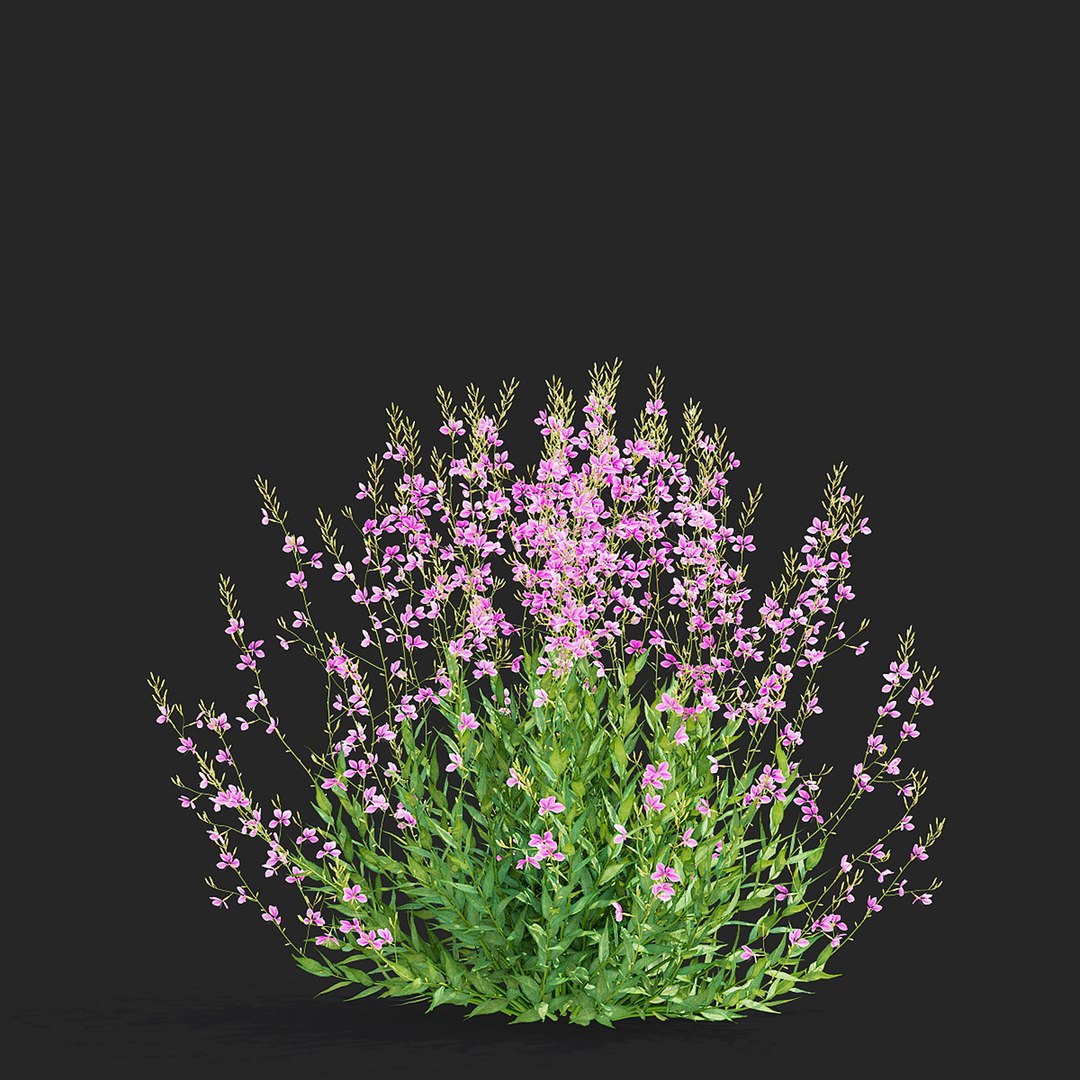 3D Model Gaura Lindheimeri Pink Flower - TurboSquid 2058603