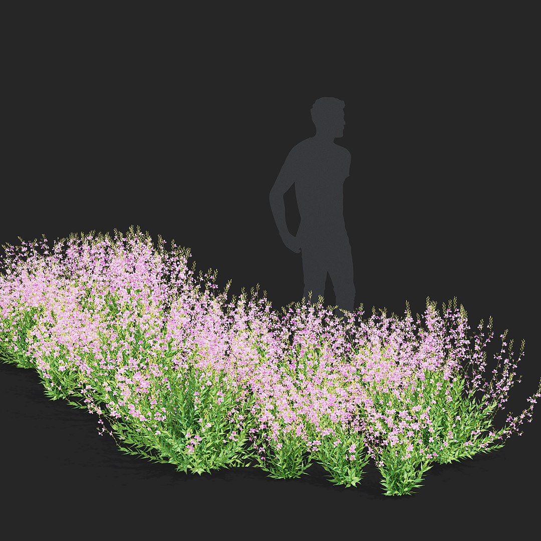 3D Model Gaura Lindheimeri Pink Flower - TurboSquid 2058603