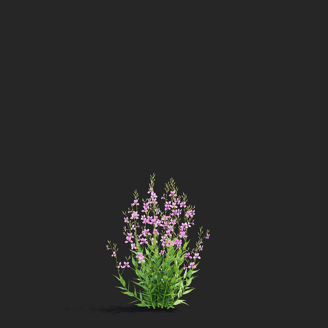 3D Model Gaura Lindheimeri Pink Flower - TurboSquid 2058603