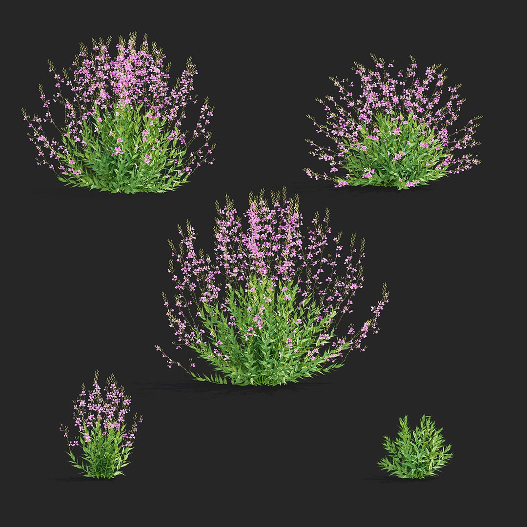 3D Model Gaura Lindheimeri Pink Flower - TurboSquid 2058603