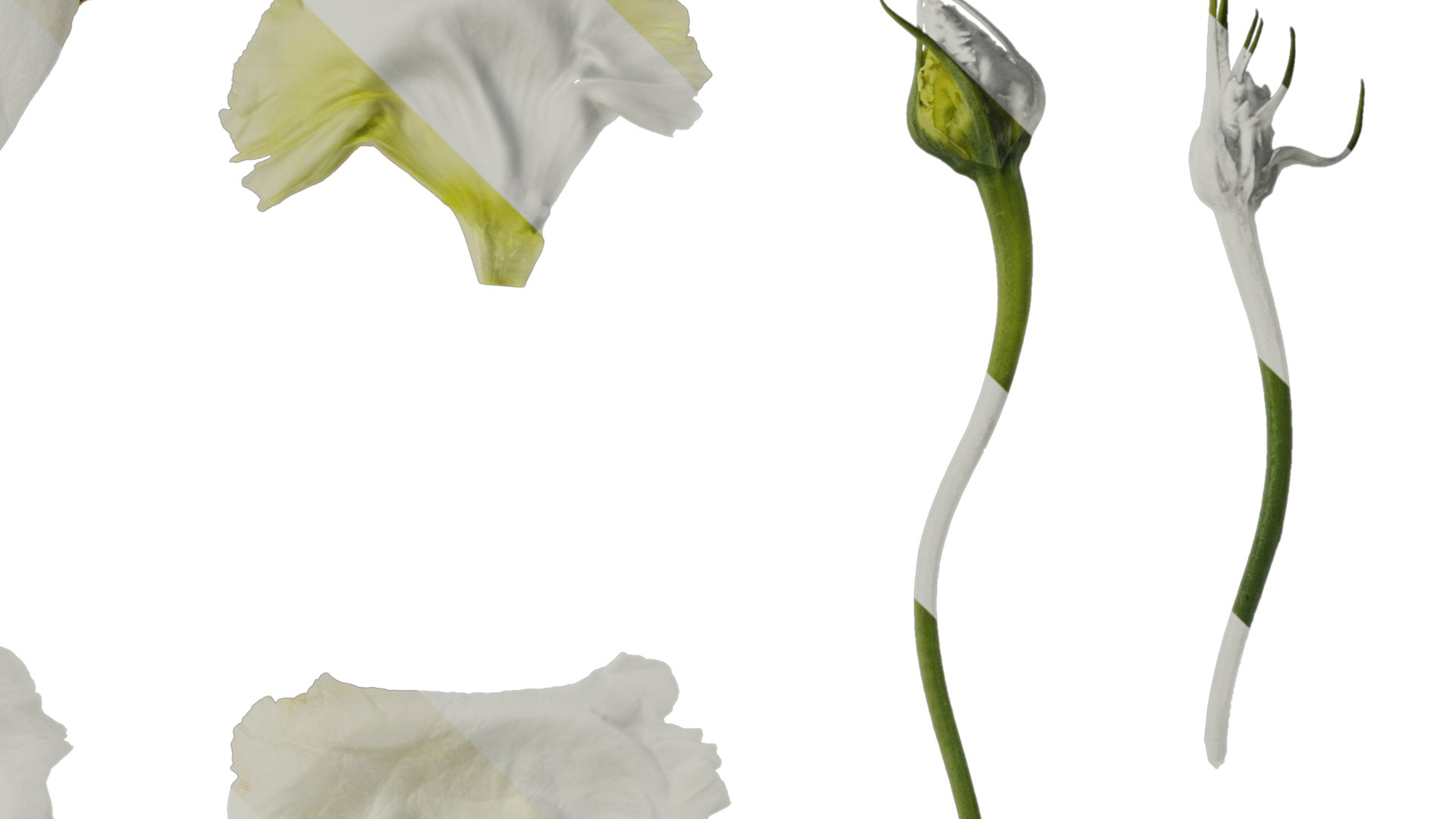 3D Anydrafts Eustoma Russellianum Flower 10 Textures - TurboSquid 2357086