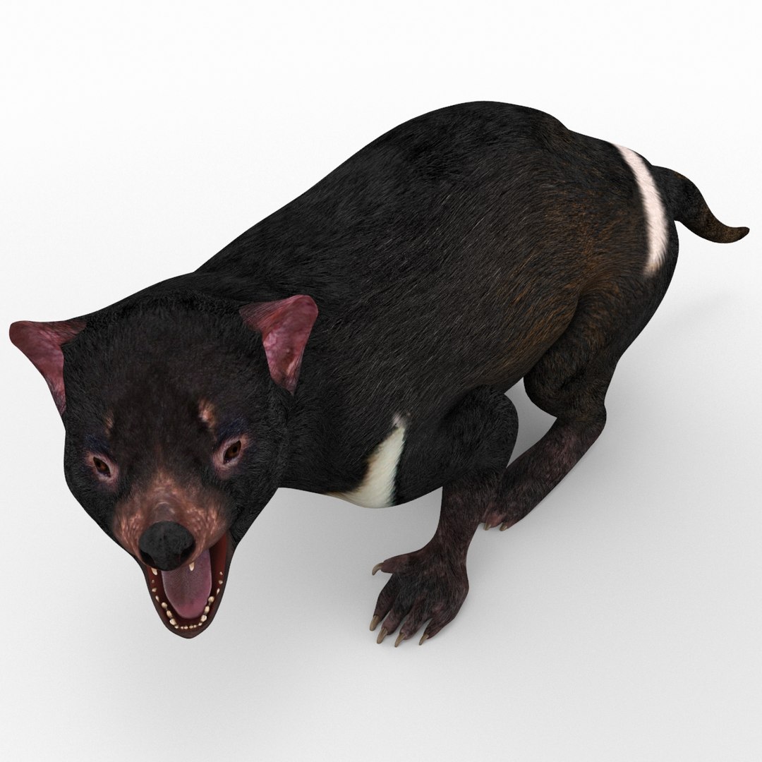 Tasmanian Devil Pose 3 Max
