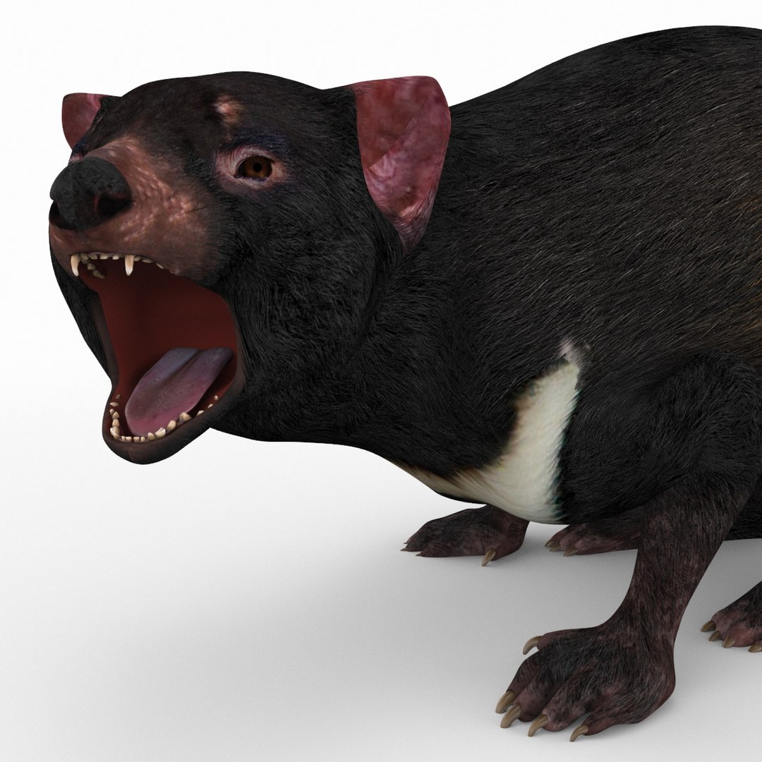 Tasmanian Devil Pose 3 Max