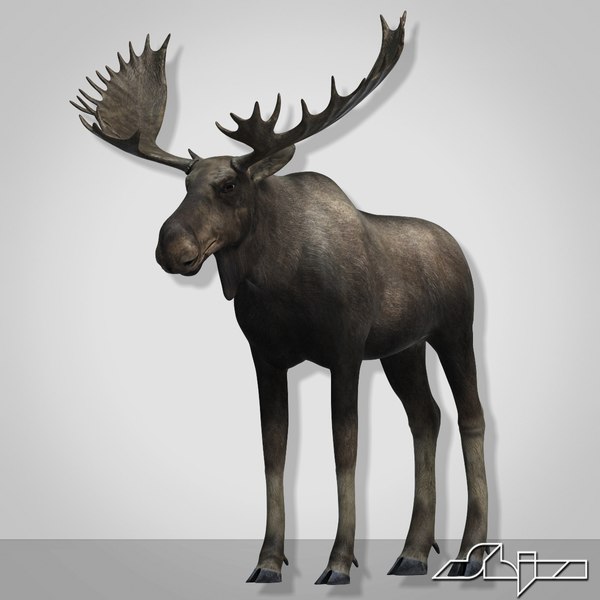 3D Moose Models | TurboSquid