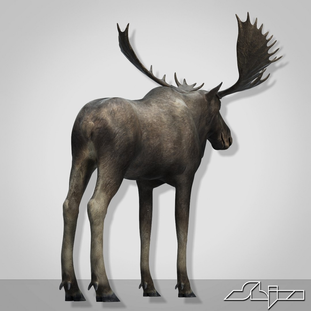 moose modeled horn 3ds
