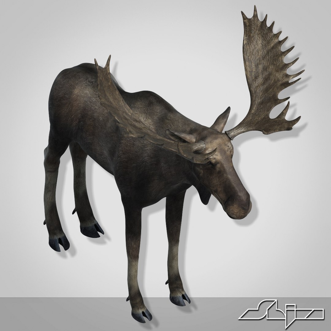 moose modeled horn 3ds