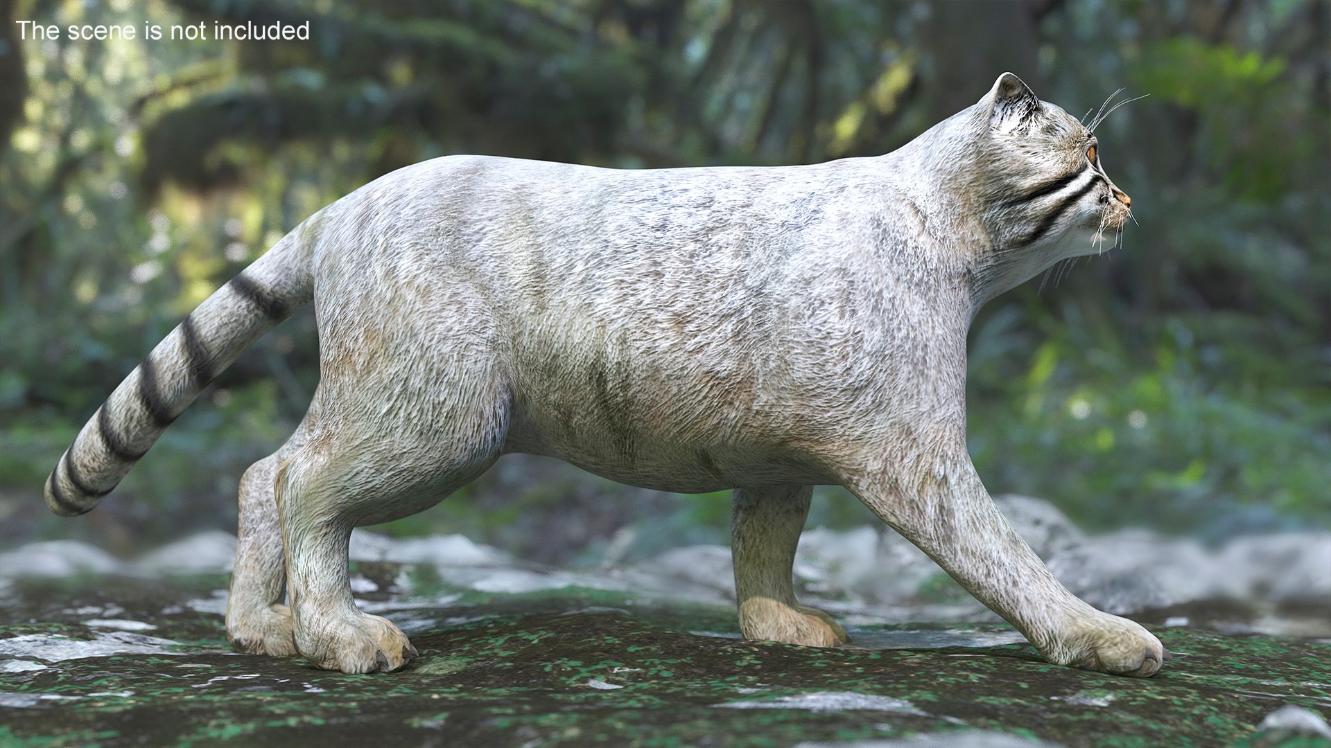 3D Manul Cat Is Walking Model - TurboSquid 2198535