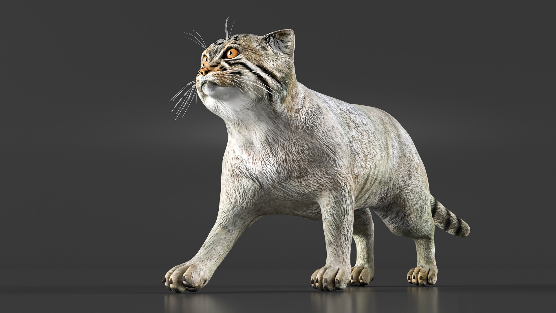 3D Manul Cat Is Walking Model - TurboSquid 2198535