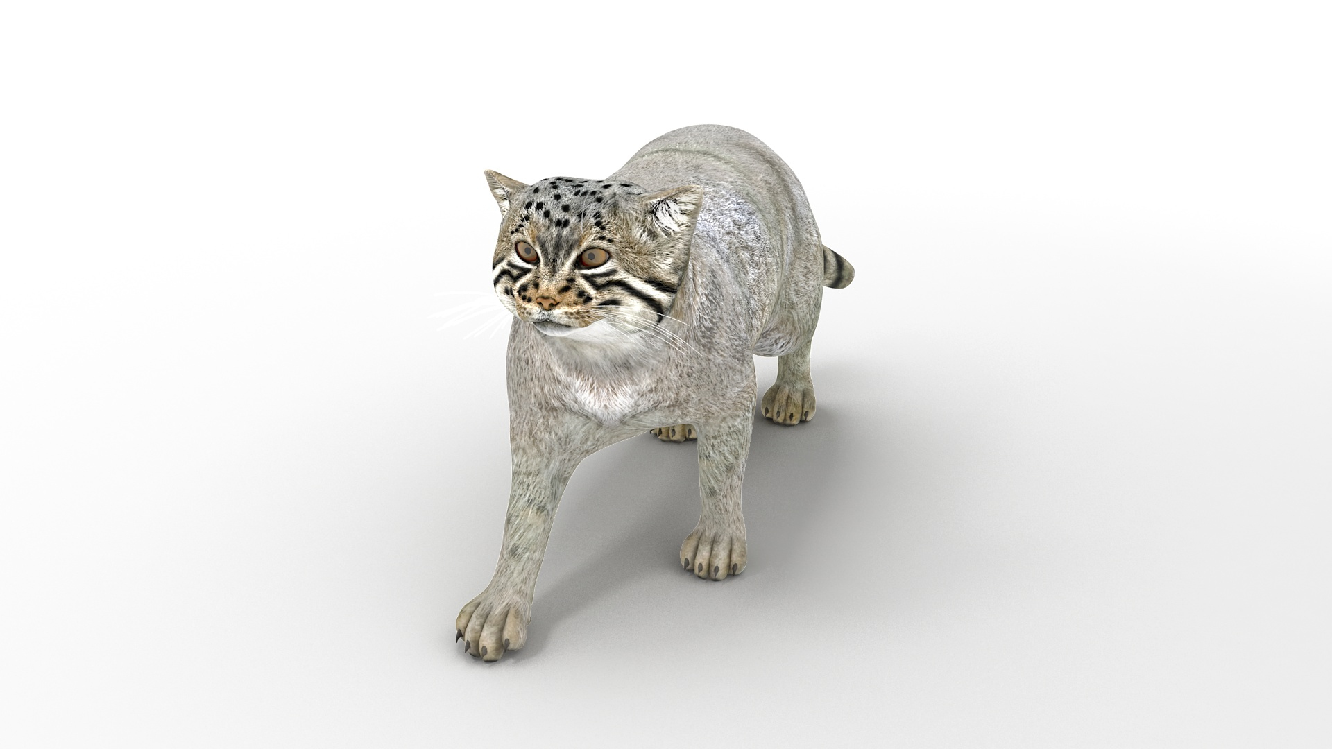 3D Manul Cat Is Walking Model - TurboSquid 2198535