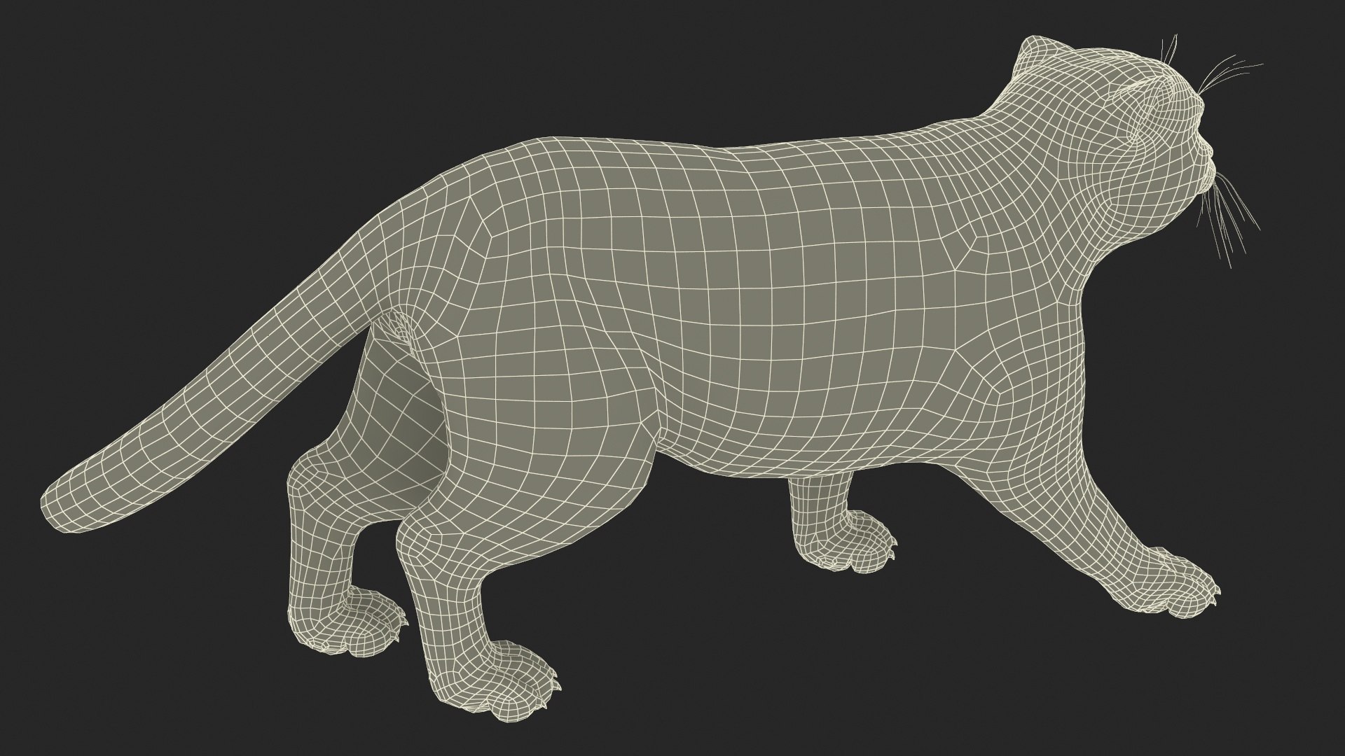 3D Manul Cat Is Walking Model - TurboSquid 2198535