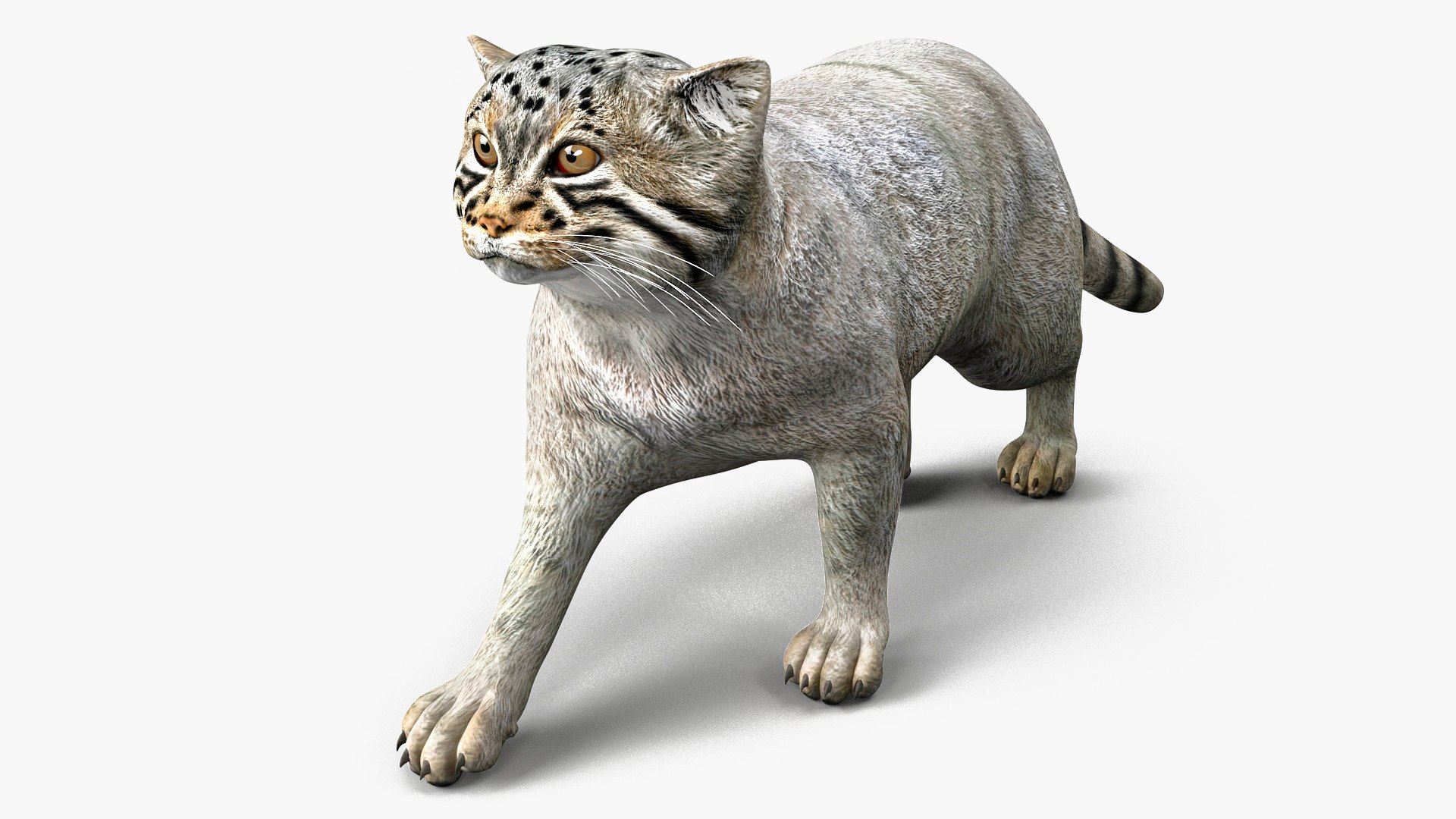 3D Manul Cat Is Walking Model - TurboSquid 2198535