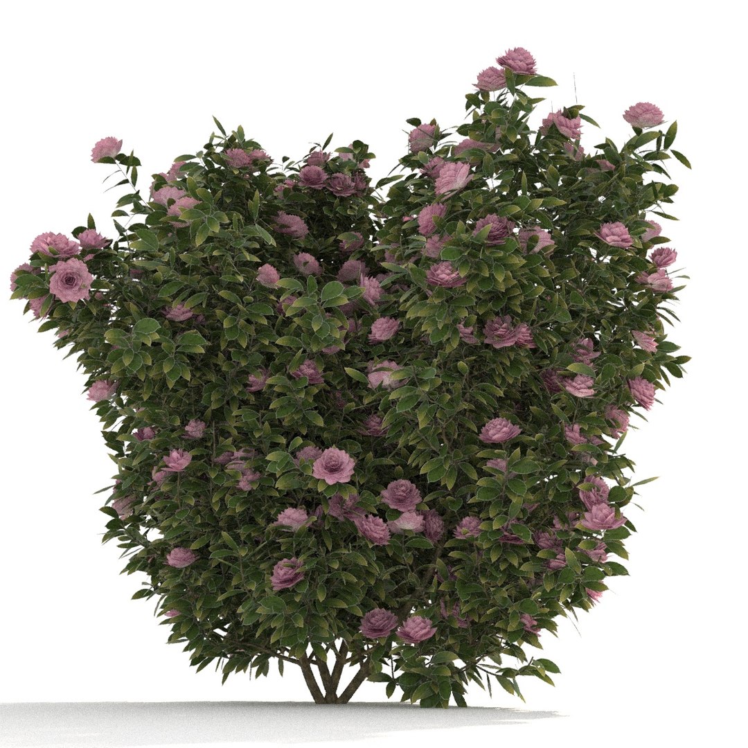 Camellia Trees Modelled 3D Model - TurboSquid 1275450