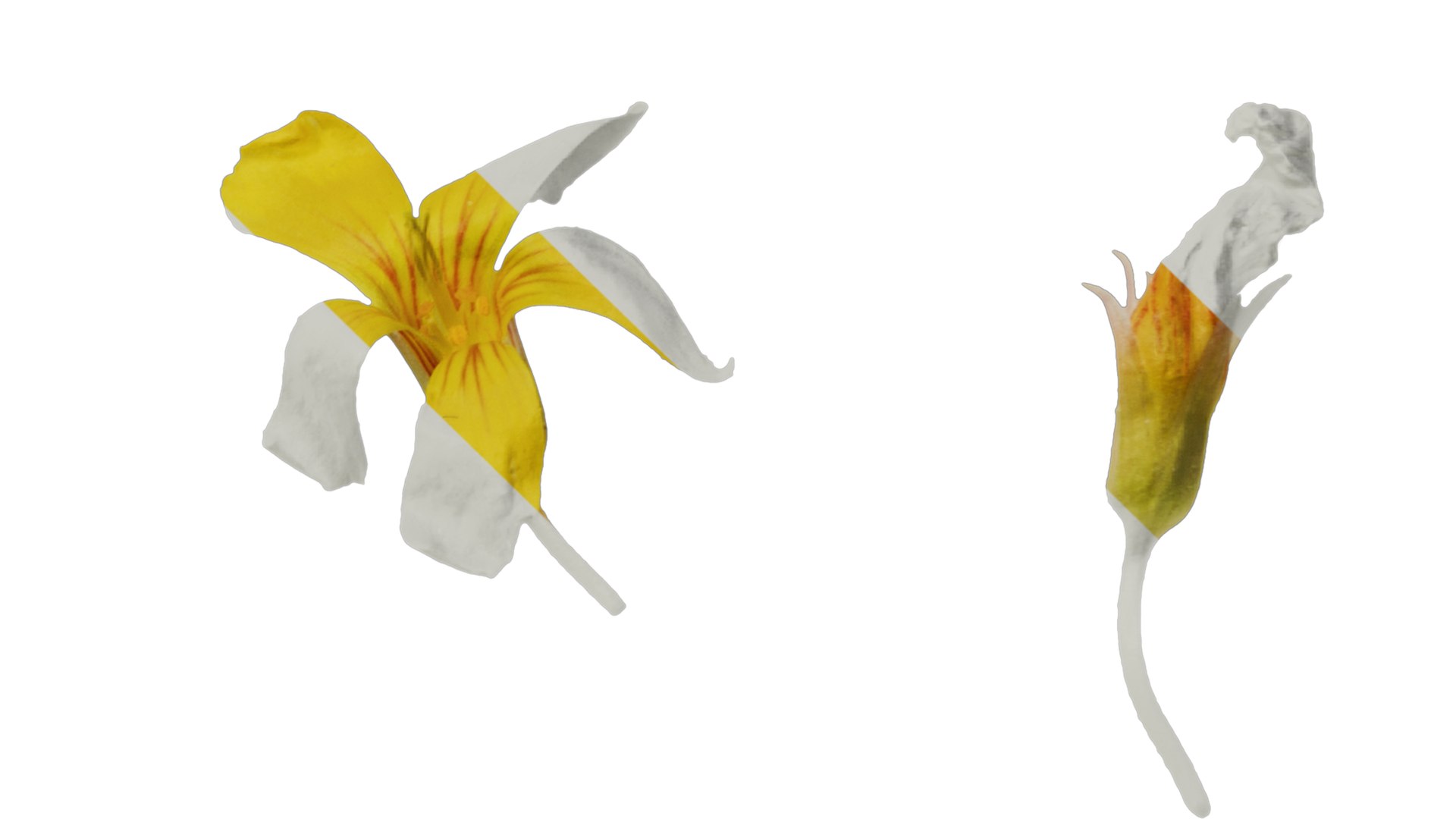 Anydrafts Oxalis Pes Caprae Flower 01 Textures 3D Model - TurboSquid ...