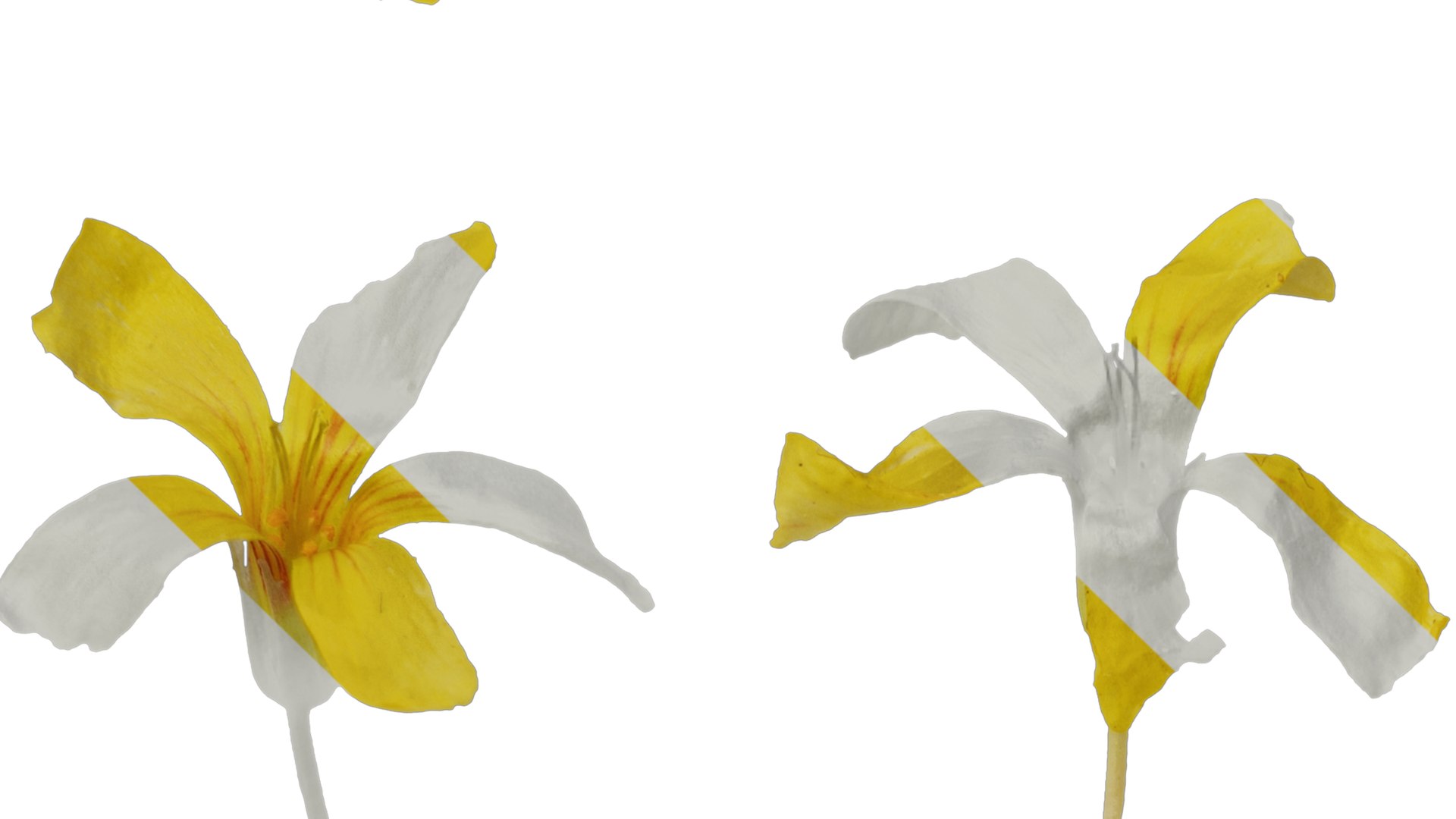 Anydrafts Oxalis Pes Caprae Flower 01 Textures 3D Model - TurboSquid ...