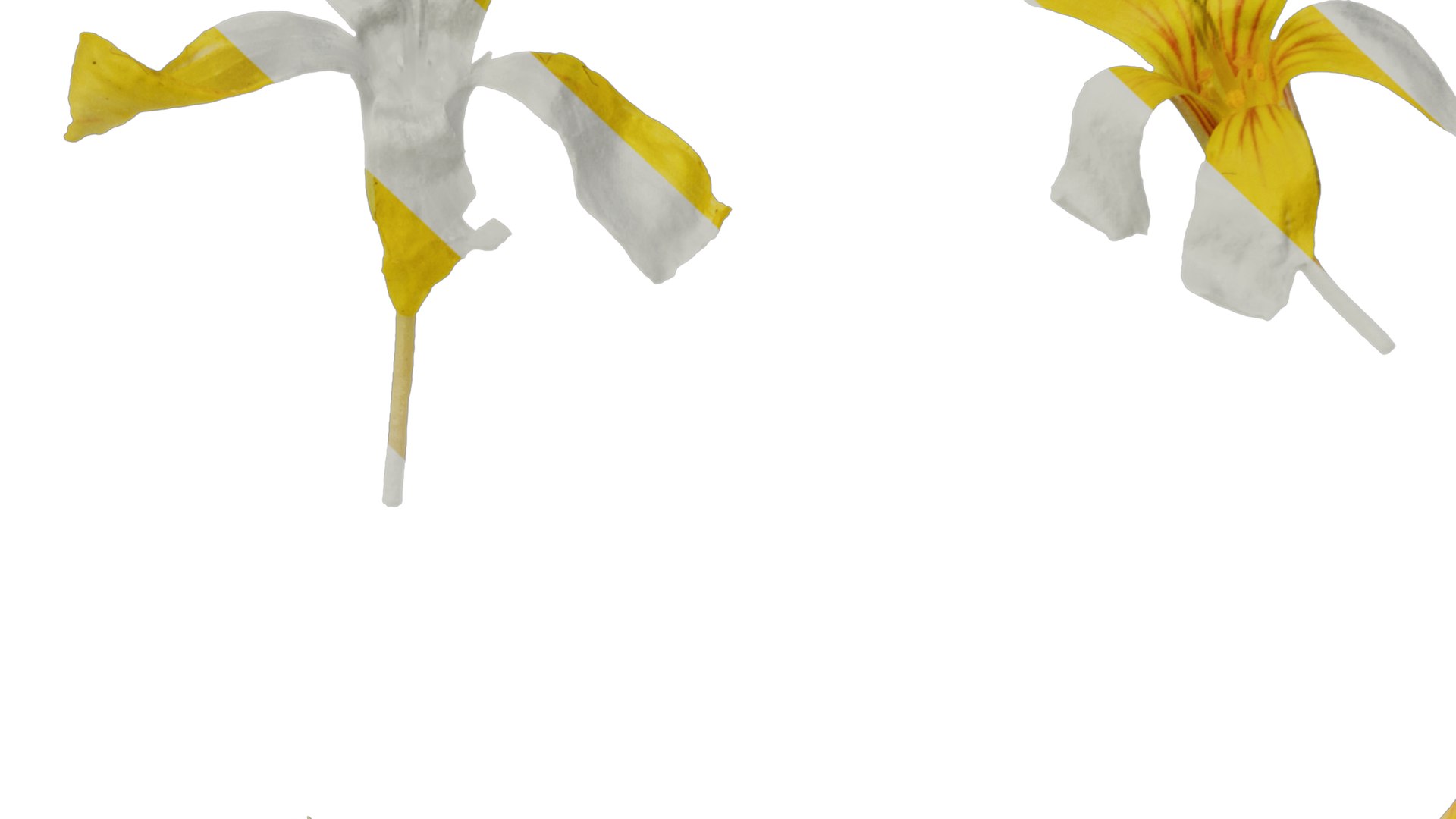 Anydrafts Oxalis Pes Caprae Flower 01 Textures 3D Model - TurboSquid ...