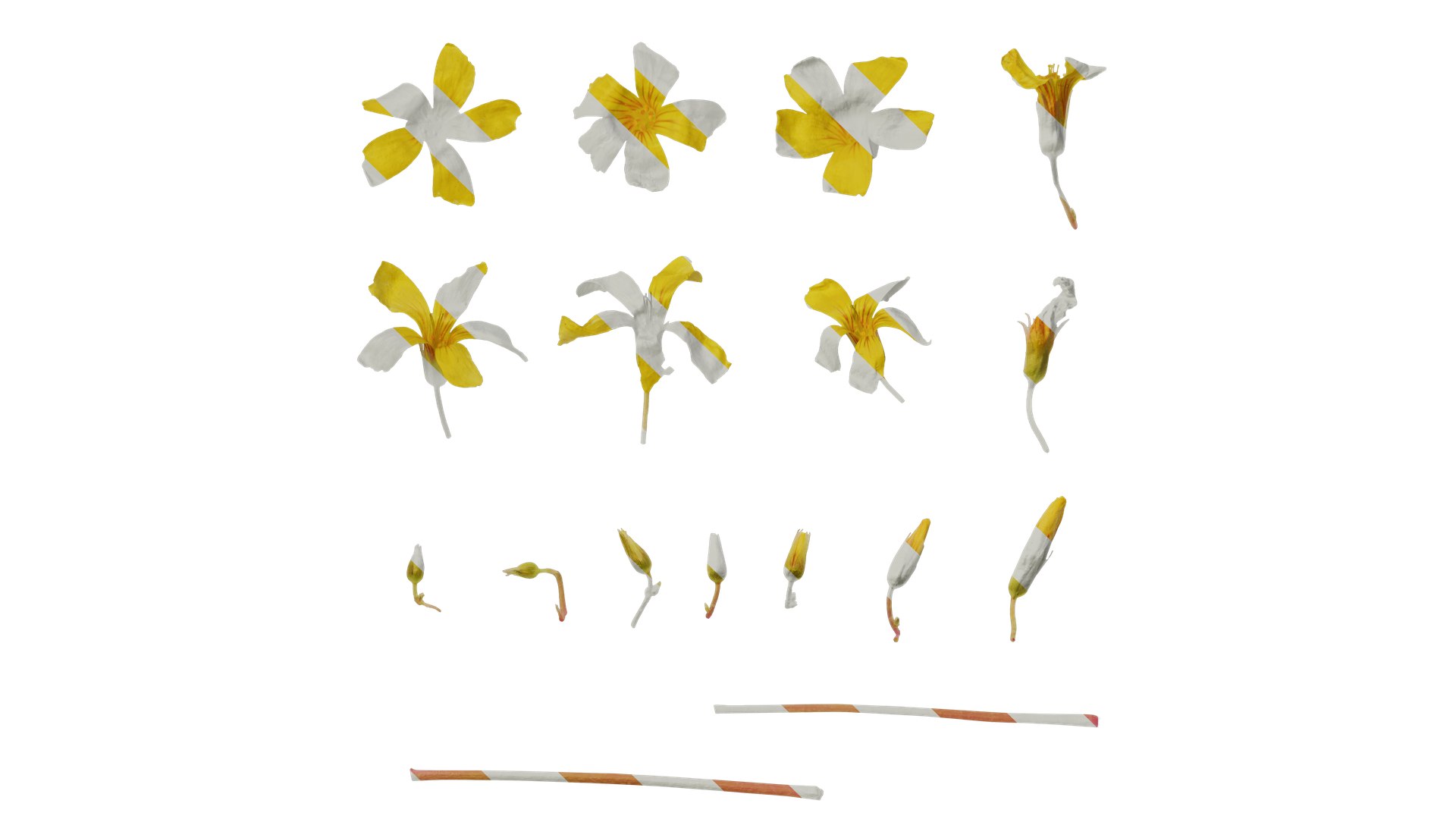 Anydrafts Oxalis Pes Caprae Flower 01 Textures 3D Model - TurboSquid ...