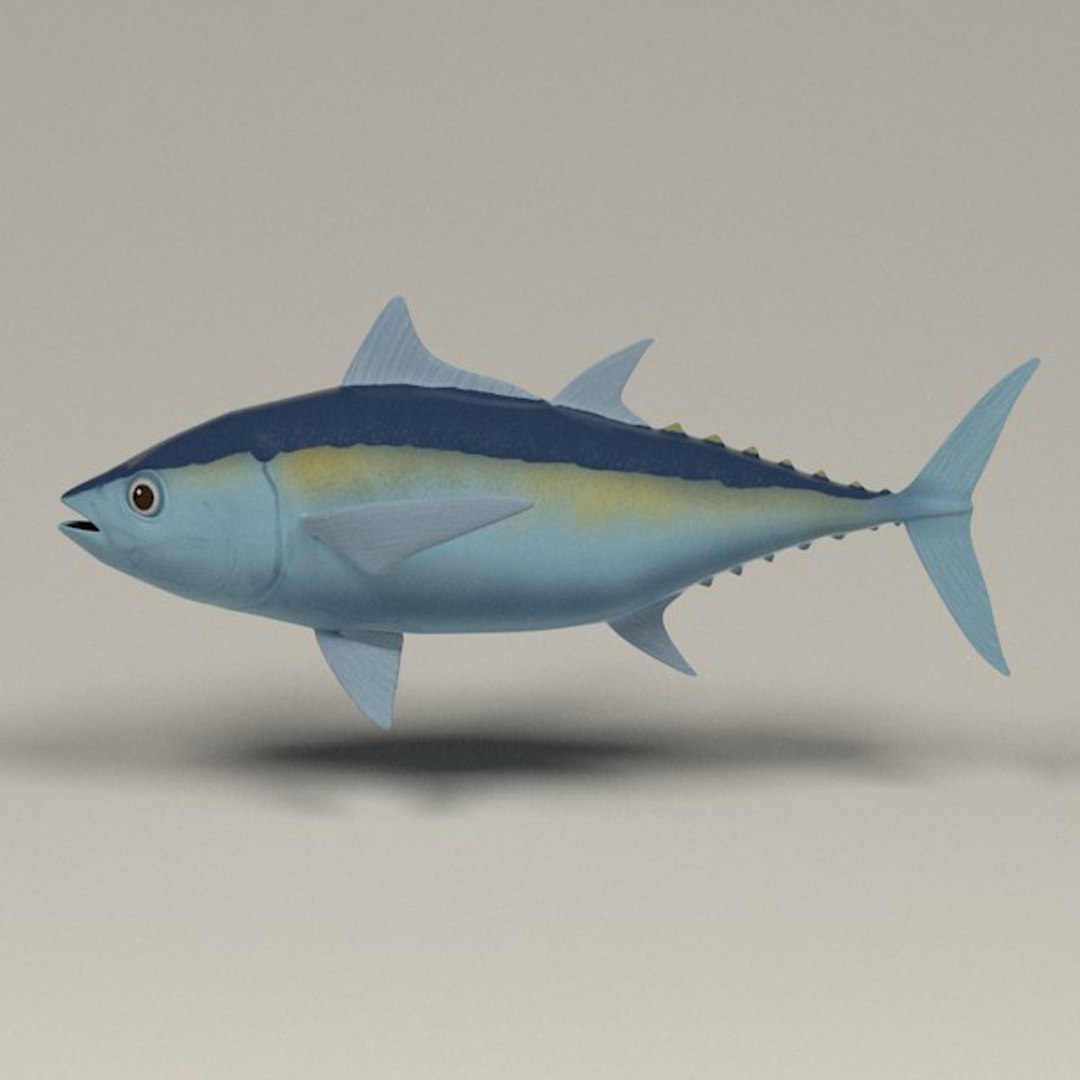 3d Thunnus Blackfin Tuna Model