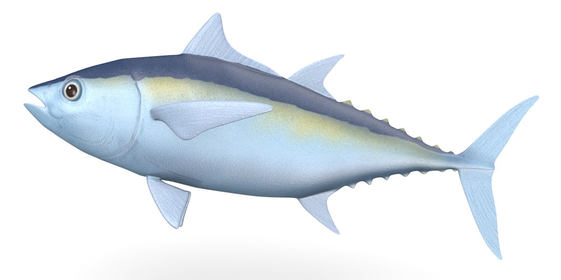 3d Thunnus Blackfin Tuna Model