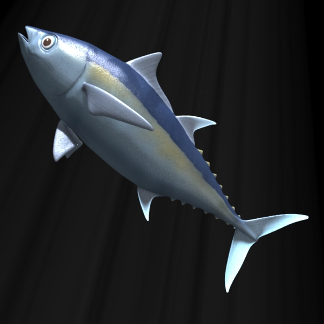 3d Thunnus Blackfin Tuna Model