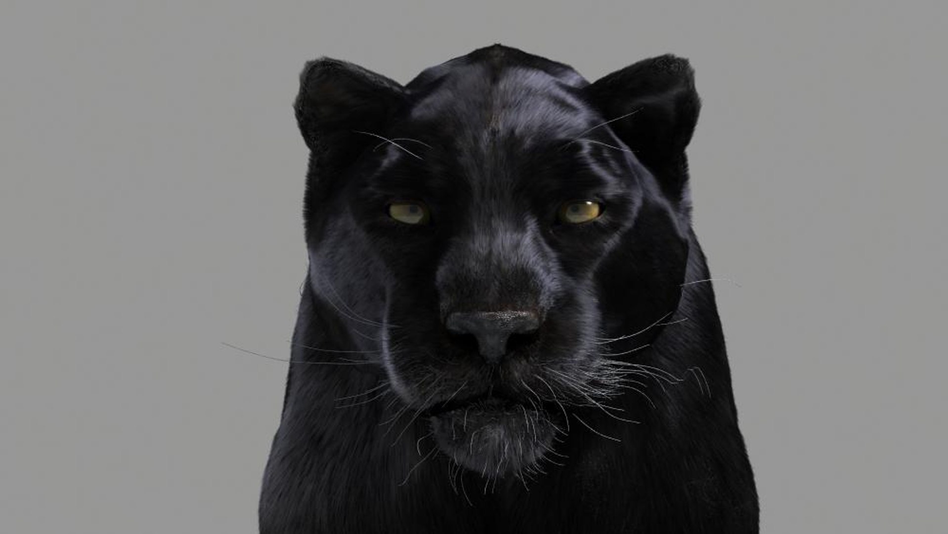 3D Model Black Panther Animation - TurboSquid 1278634
