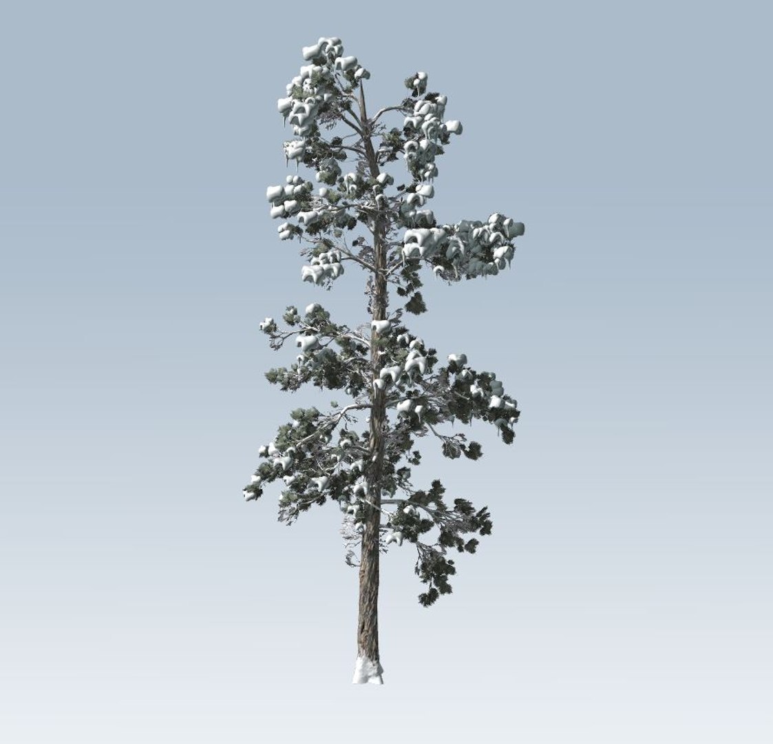 Tree winter pine model - TurboSquid 1367289