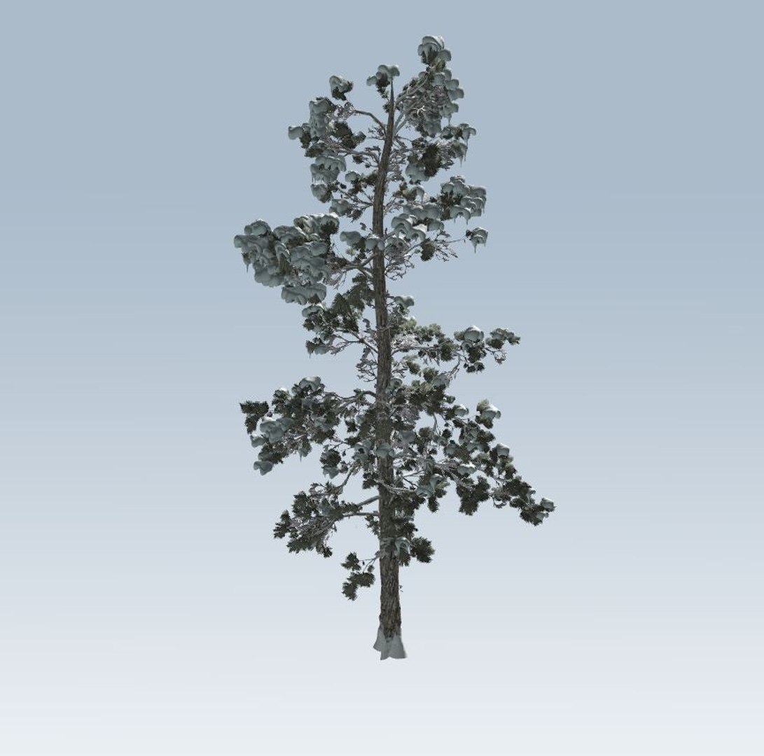 Tree winter pine model - TurboSquid 1367289