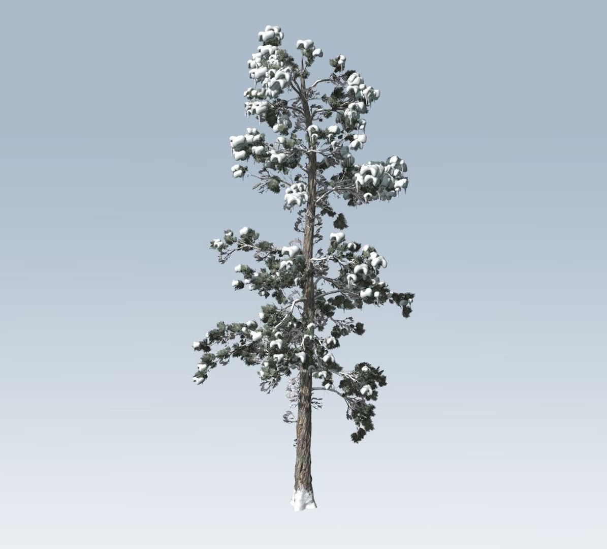 Tree winter pine model - TurboSquid 1367289