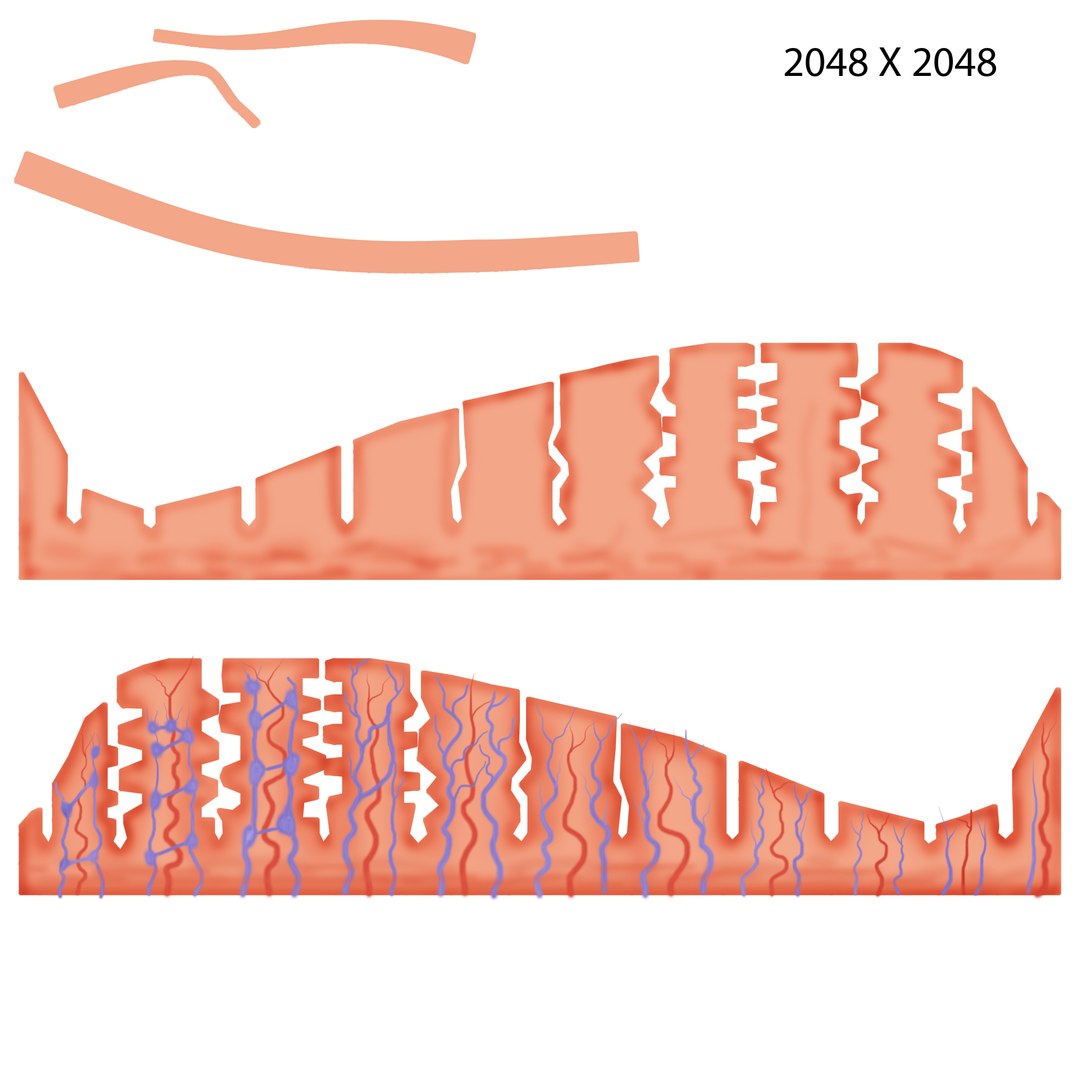 Menstrual Cycle 3d Ma