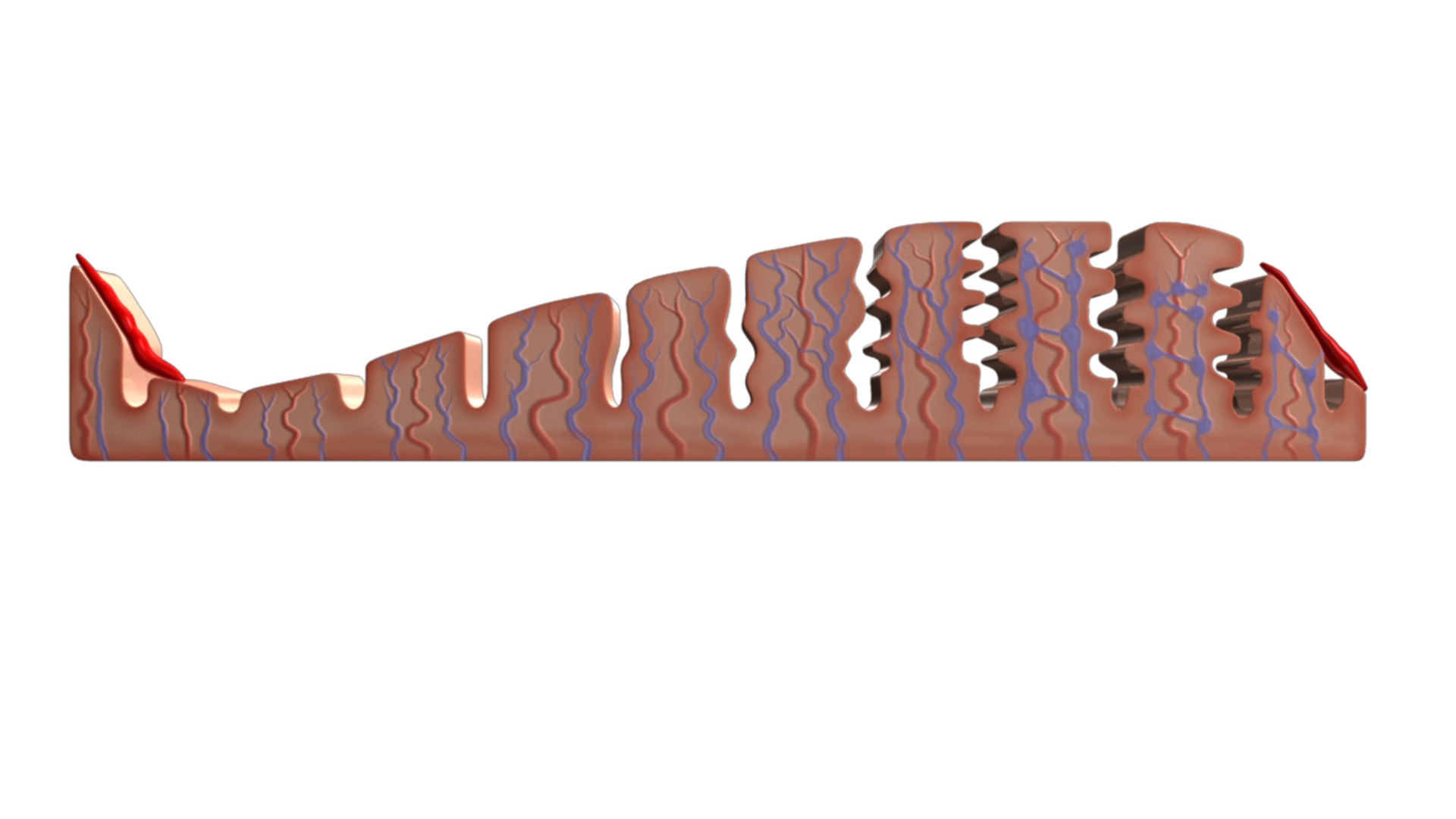 Menstrual Cycle 3d Ma