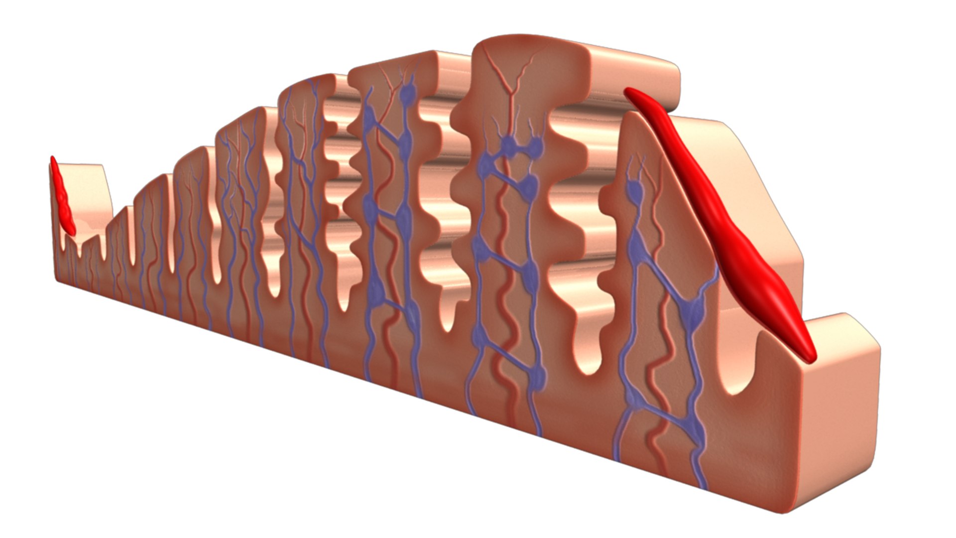 Menstrual Cycle 3d Ma