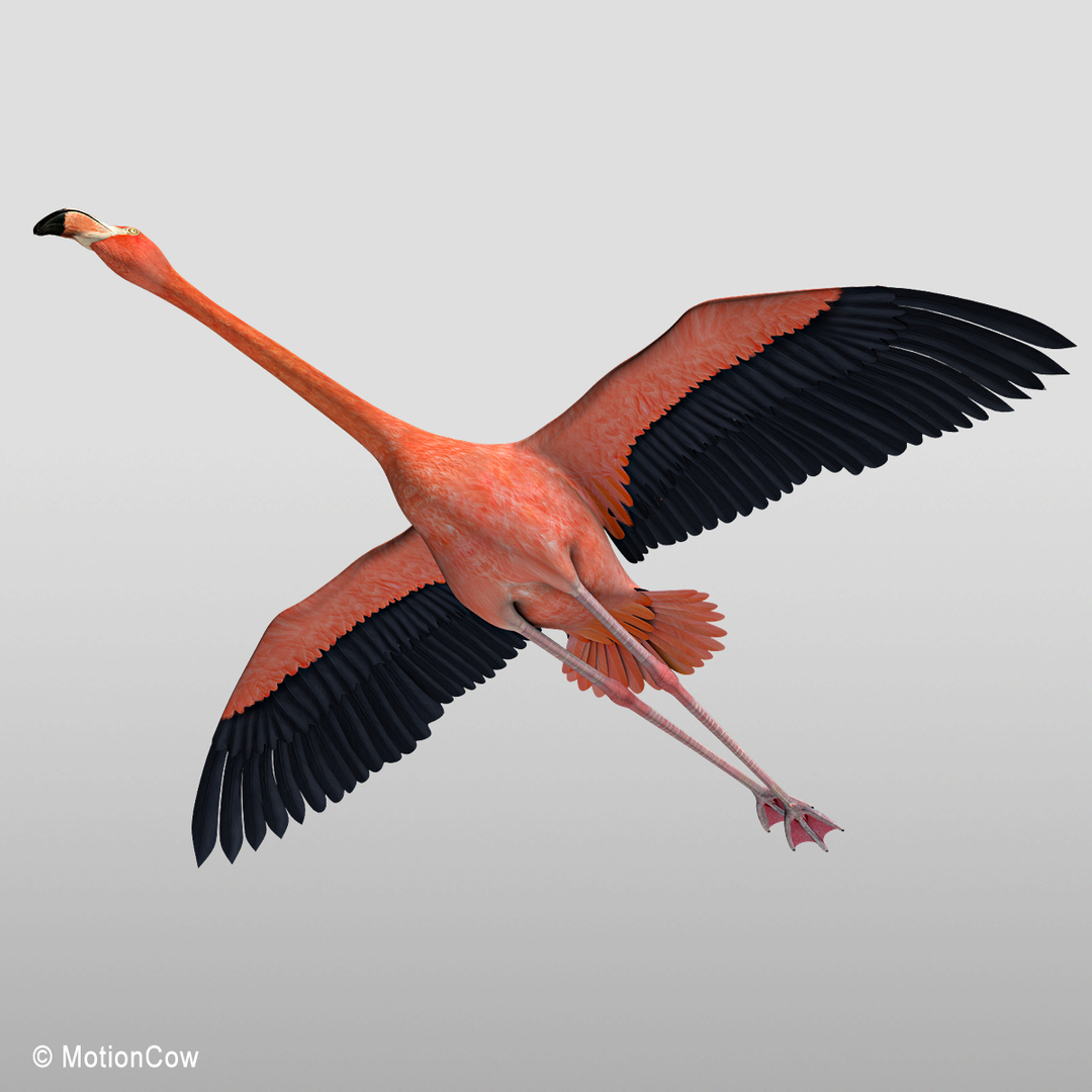3d model realistic flying flamingo