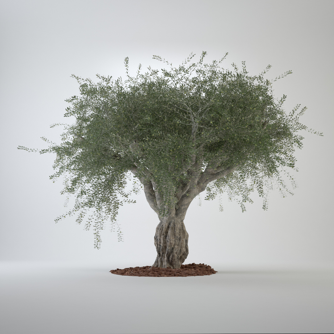 3d Model Of Big Olive Tree