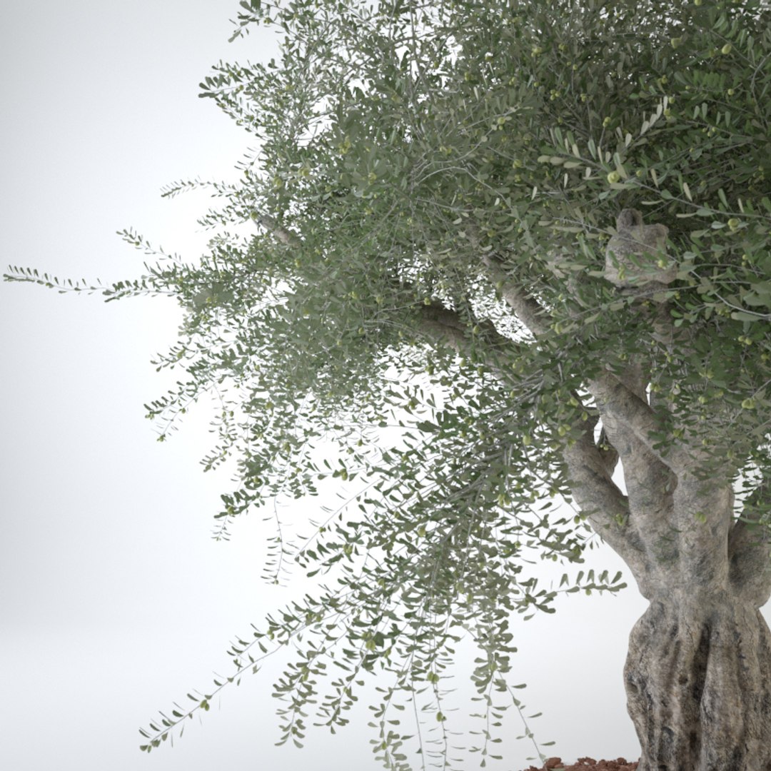 3d Model Of Big Olive Tree