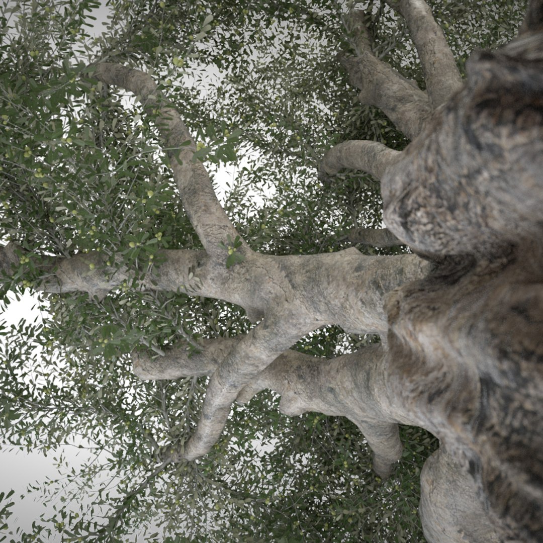 3d Model Of Big Olive Tree