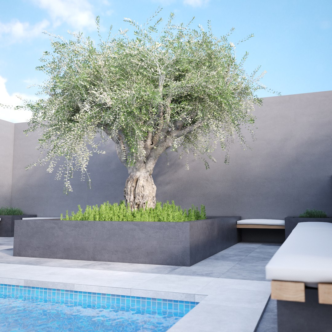 3d Model Of Big Olive Tree