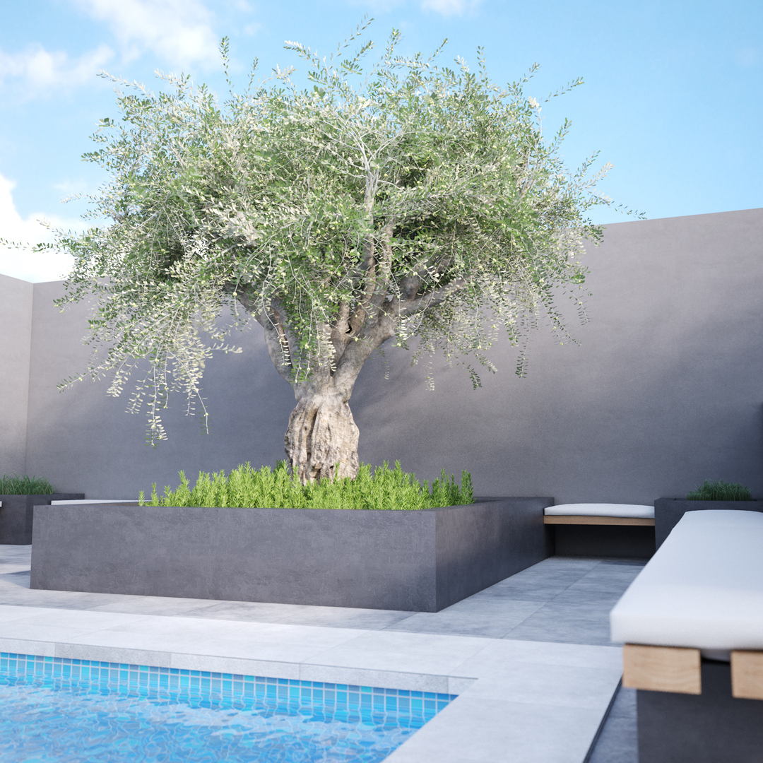 3d model of big olive tree