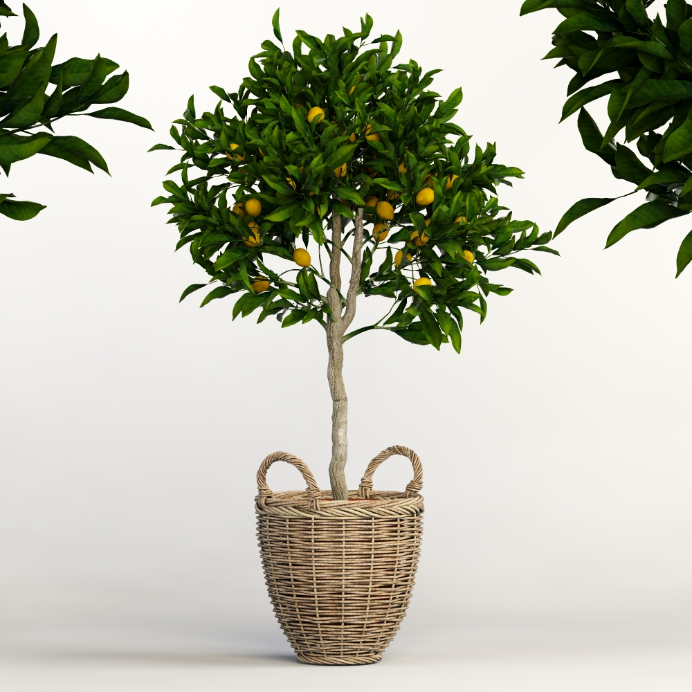 3d lemon tree model