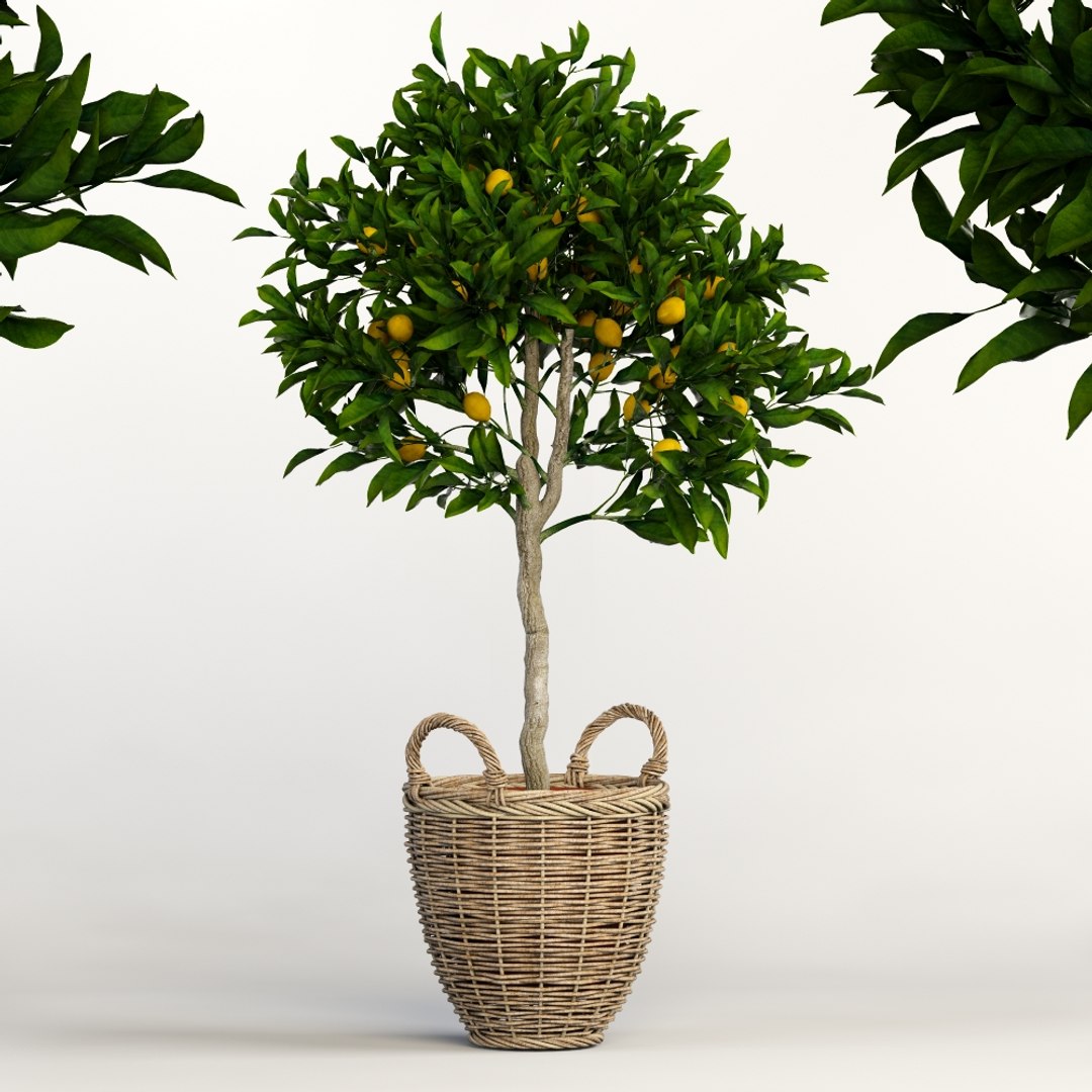 3d Lemon Tree Model