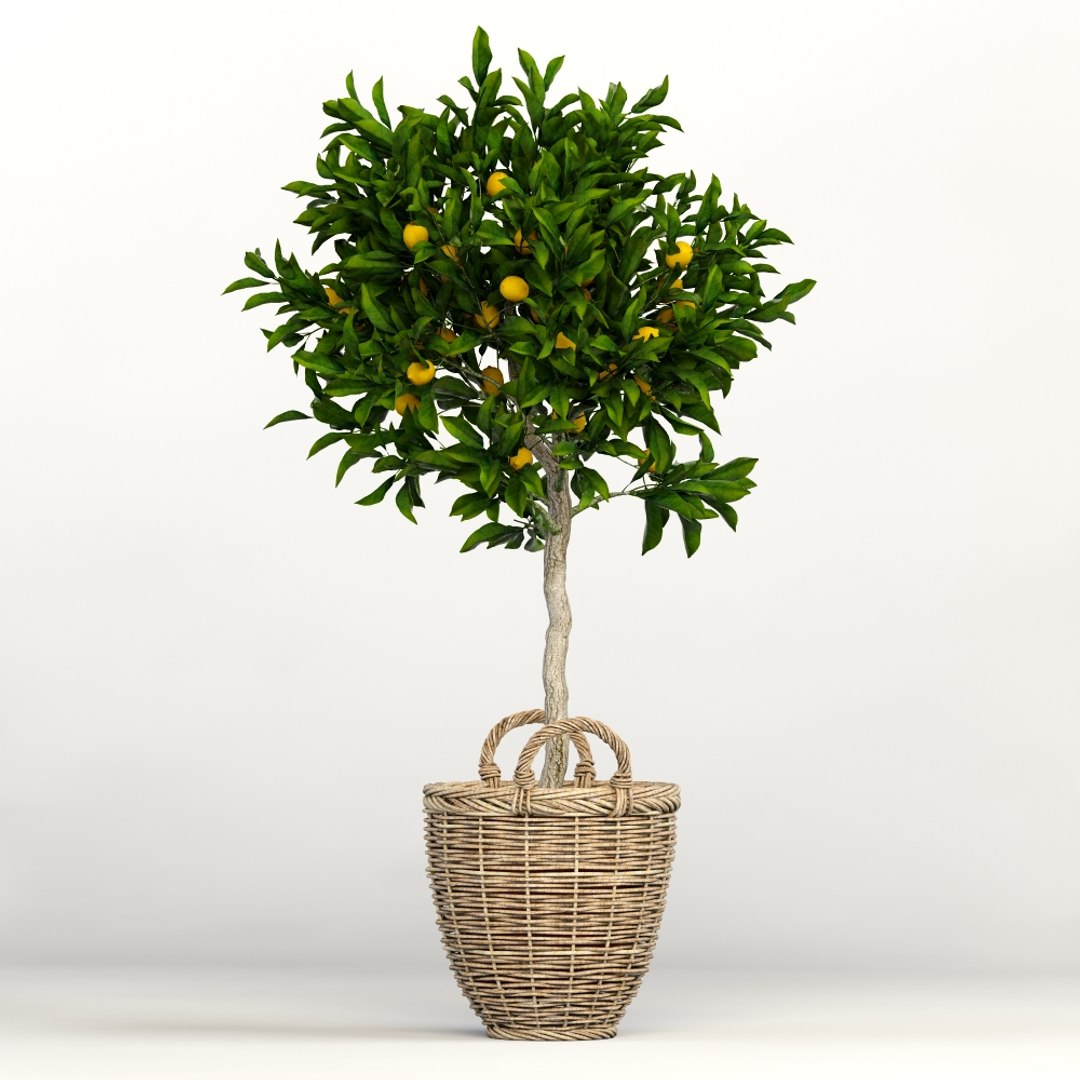 3d Lemon Tree Model