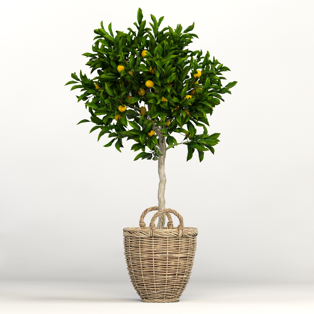 3d lemon tree model