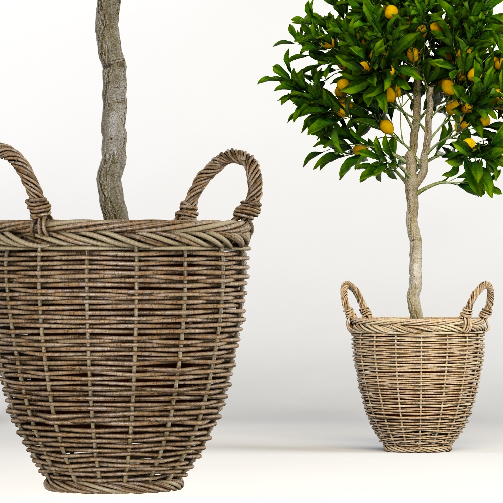 3d lemon tree model