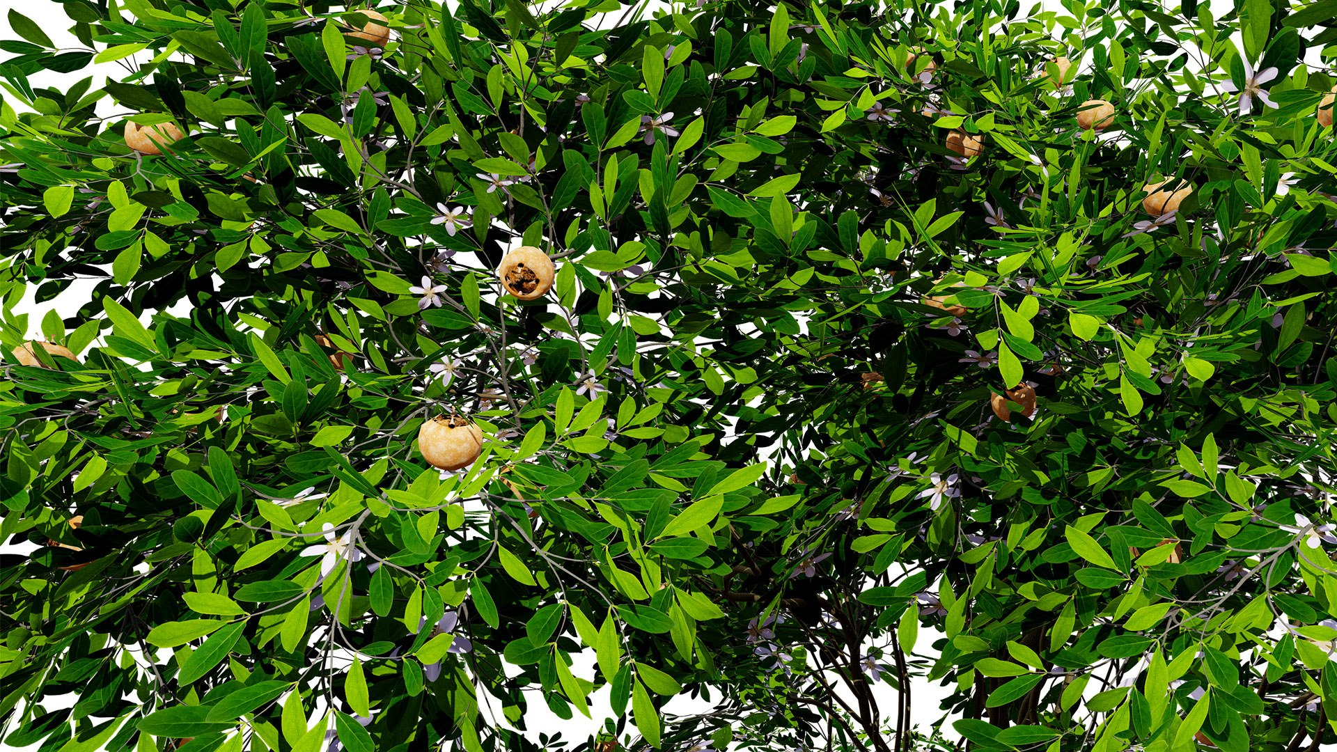 3D Model Flanders Giant Medlar Trees 3D - TurboSquid 2395308