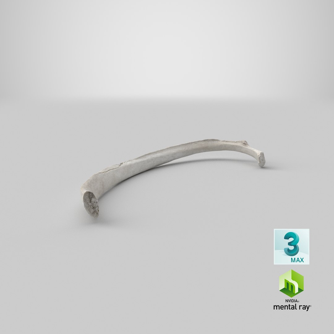 Costae Spurie False Rib Model - TurboSquid 1658670