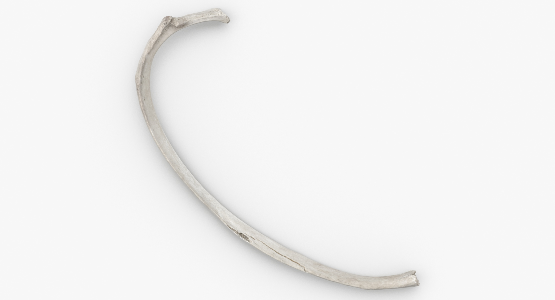 Costae spurie false rib model - TurboSquid 1658670