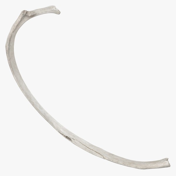 Costae spurie false rib model - TurboSquid 1658670