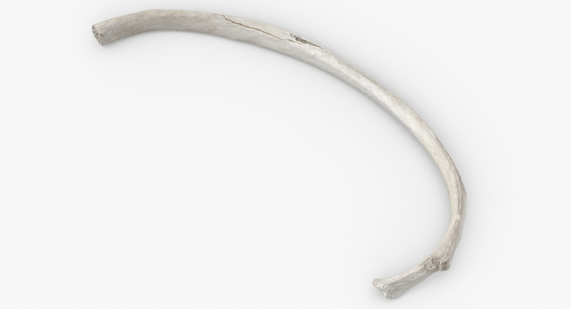 Costae spurie false rib model - TurboSquid 1658670