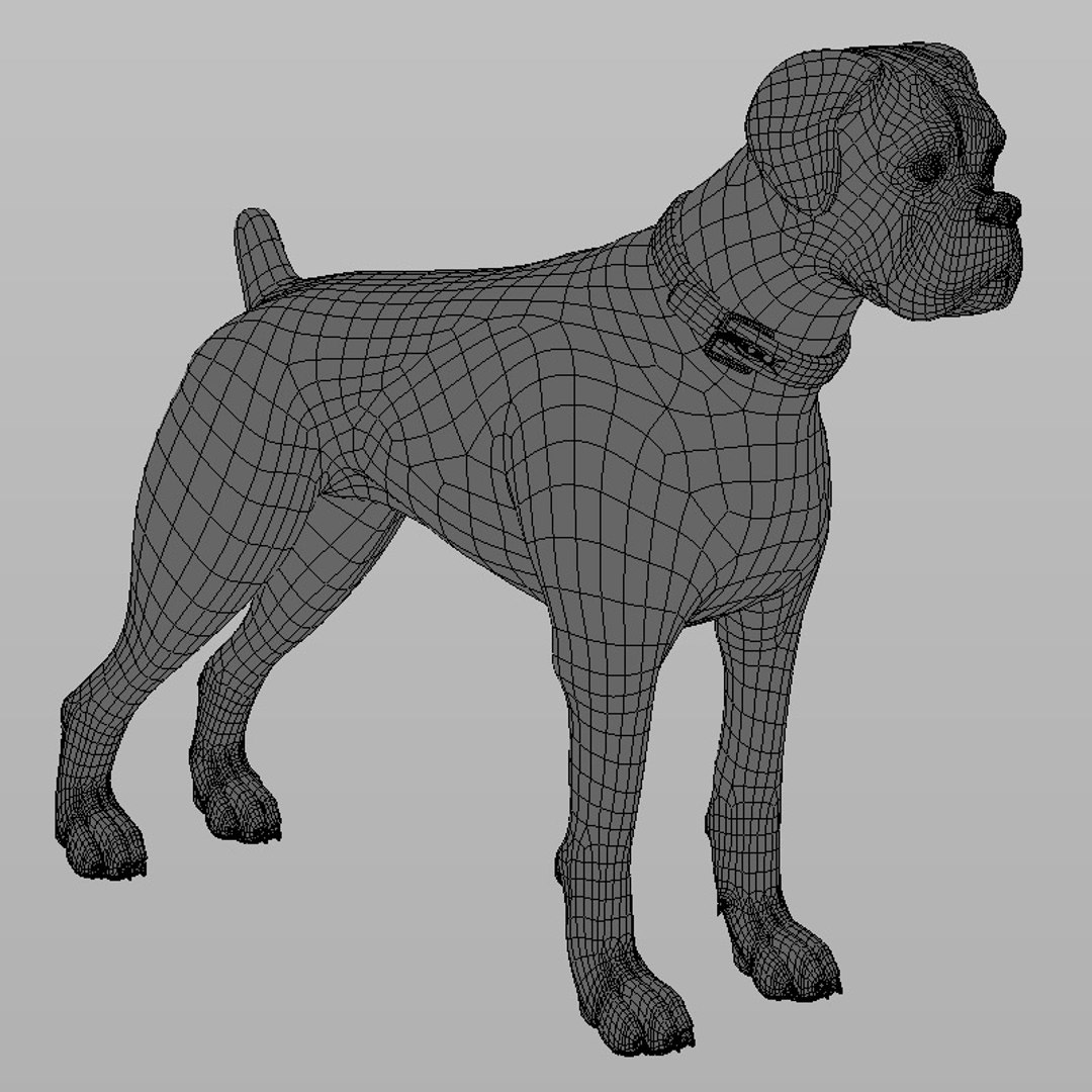 Boxer Puppy 3d Model